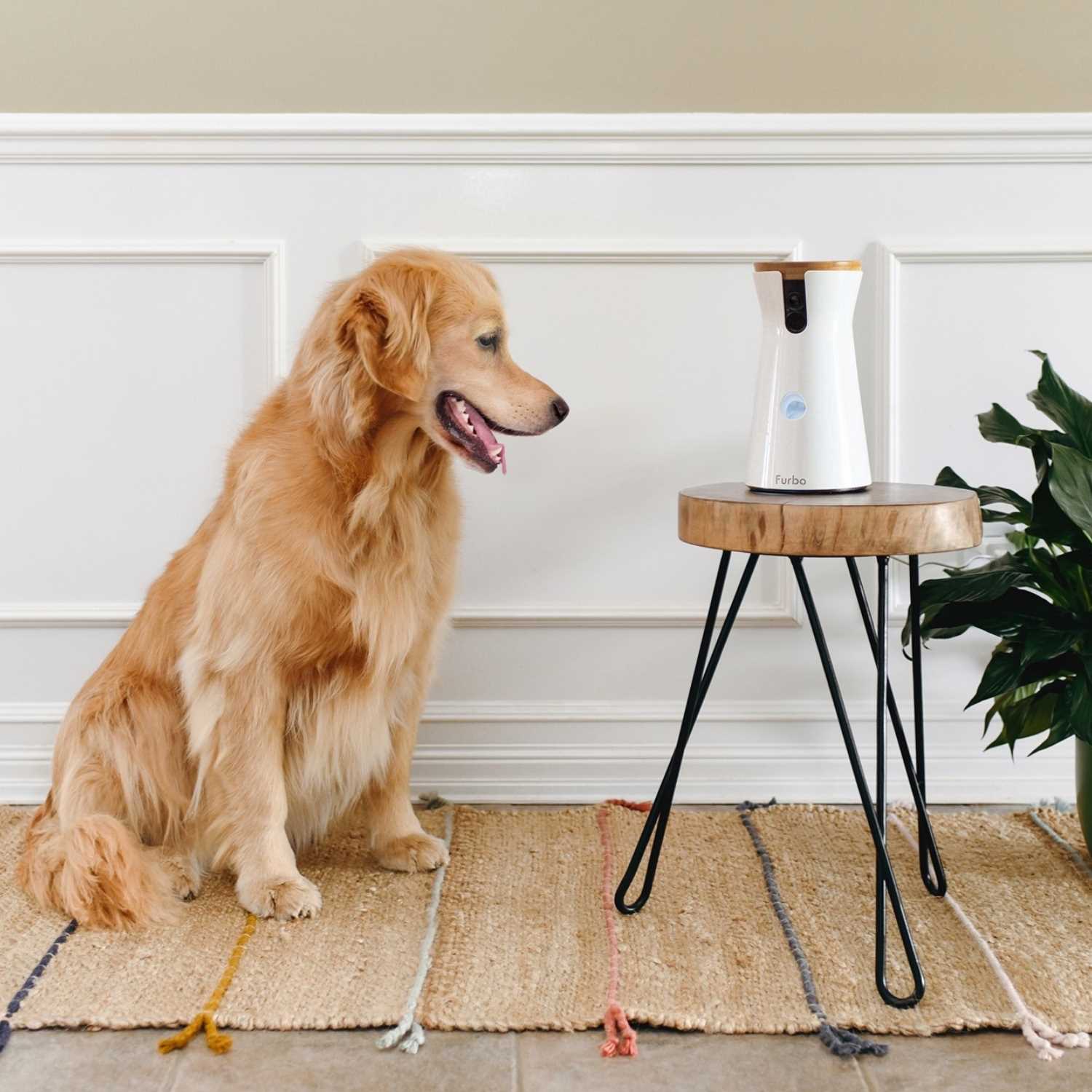 HD WiFi Interactive Dog Camera - Cool Birthday Gifts For Pet Lovers
